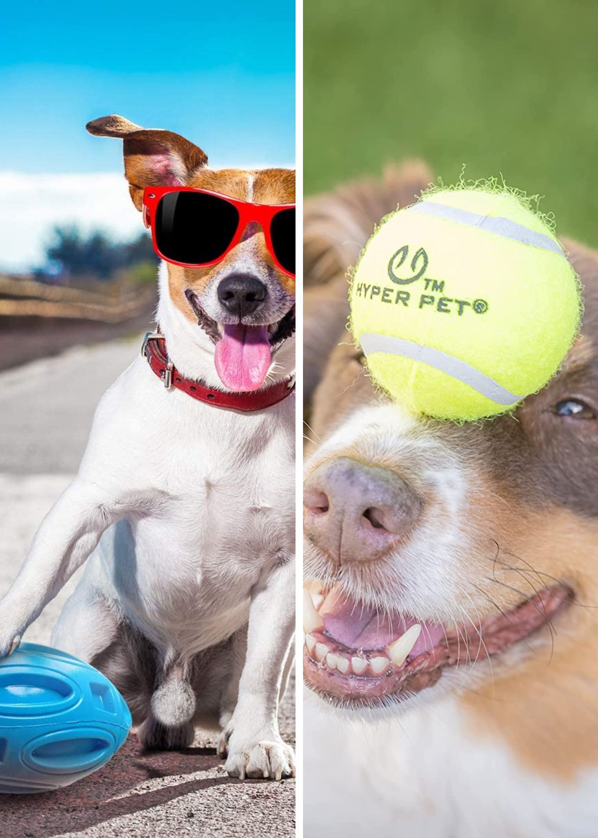 The Best Dog Balls That'll Make Your Dog Say "Woof Woof" (A.K.A "Thank ...