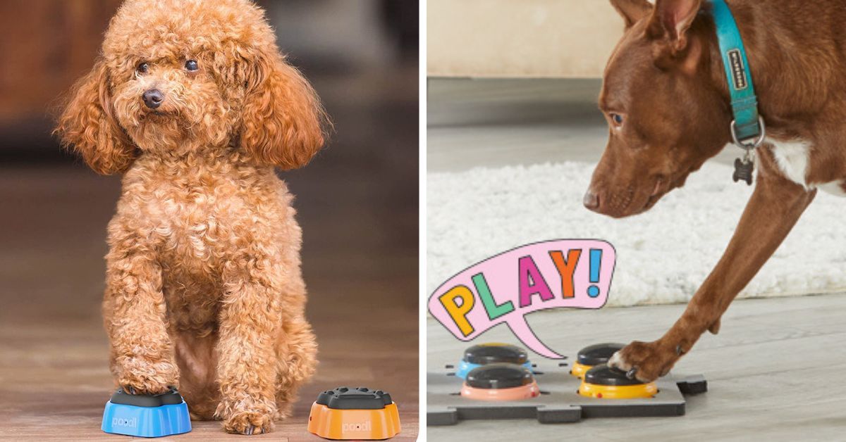 Teaching Your Pooch To Talk With These Top 5 Buttons!