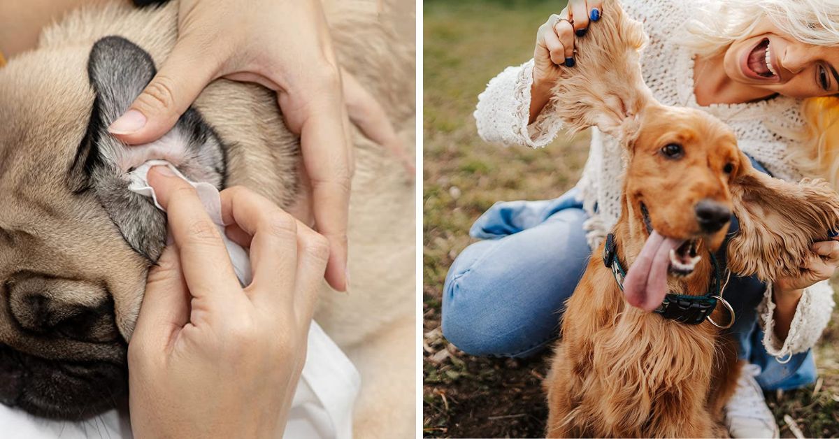 No More Ruff Days: Say Goodbye To Dirty Ears With These Must-have Dog ...