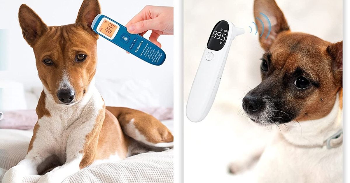 Hot Dog! Discover The Top 5 Thermometers For Your Furry Friend