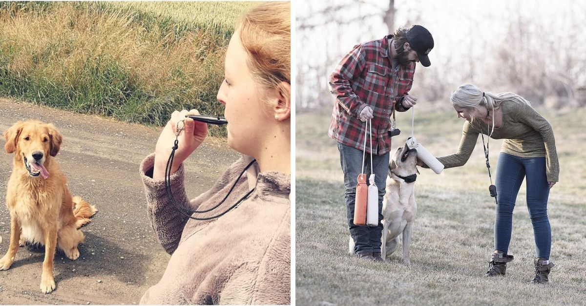 Get Your Pup's Attention: Our Top 5 Dog Training Whistles!