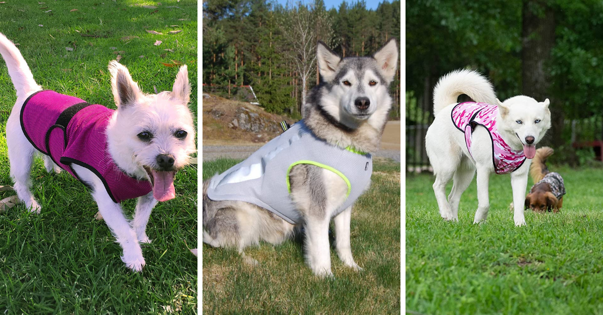 Stay Pawsitively Chill: Unveiling The Top 5 Dog Cooling Vests!