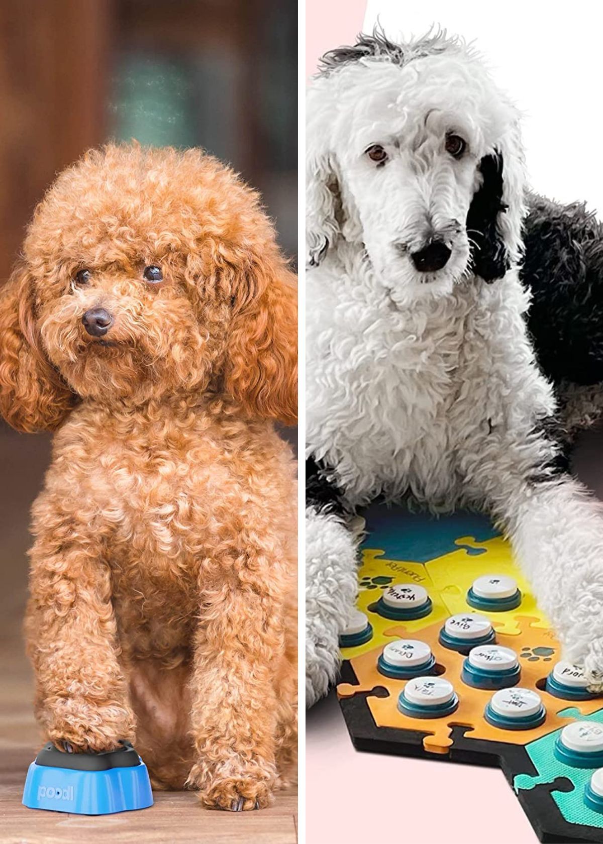 Bark To The Future: Discover The Top Dog Talking Buttons!