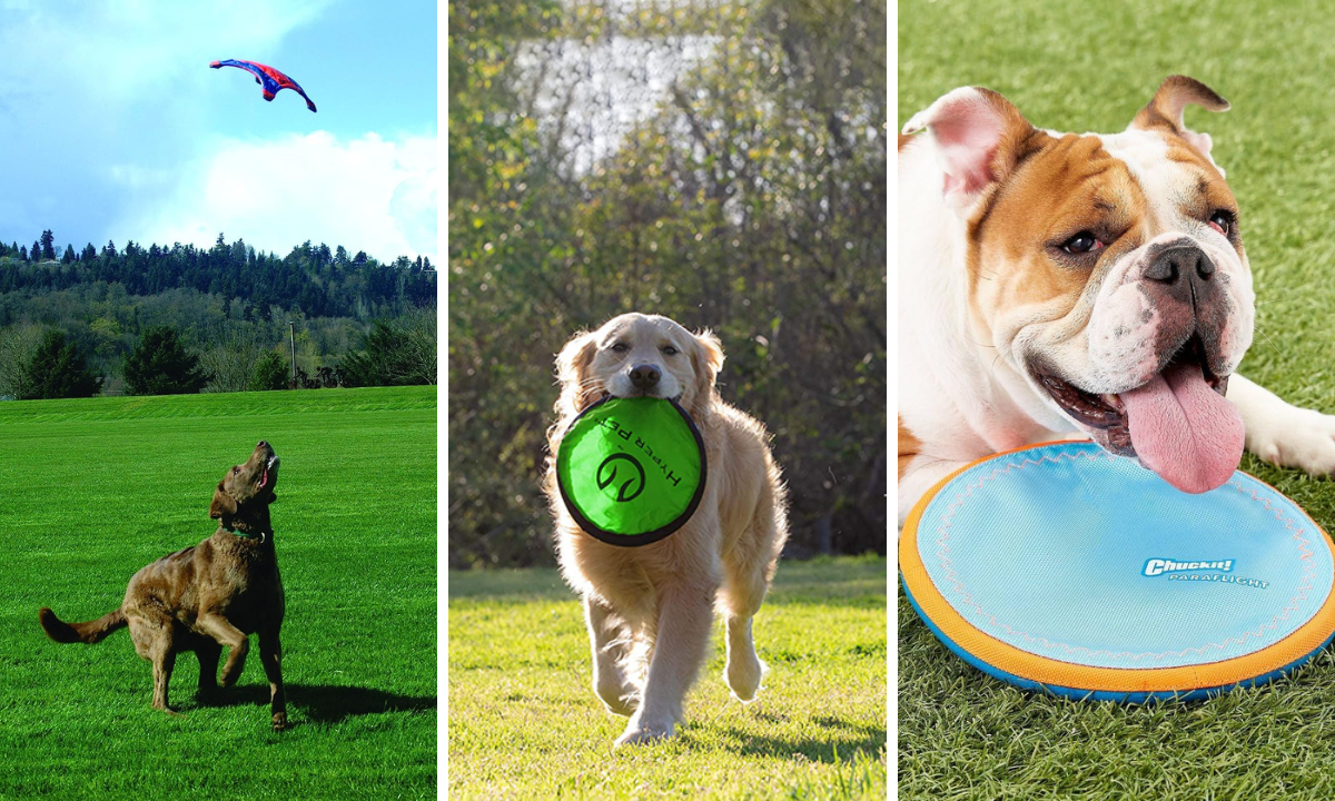 Guide To Choose the Best Dog Frisbee For Your Pet!