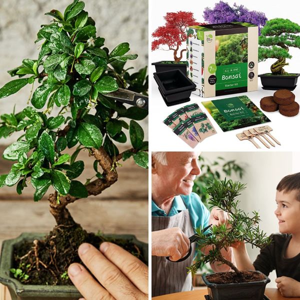 Elevate Your Gardening Skills With These Top 5 Bonsai Tree Kits!